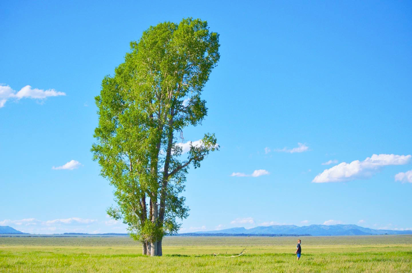 The Elysian Fields – Luke Nelson Art